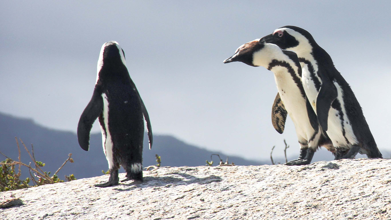 Cape Town Nature And Wildlife Day Tour in South Africa, Africa - G ...