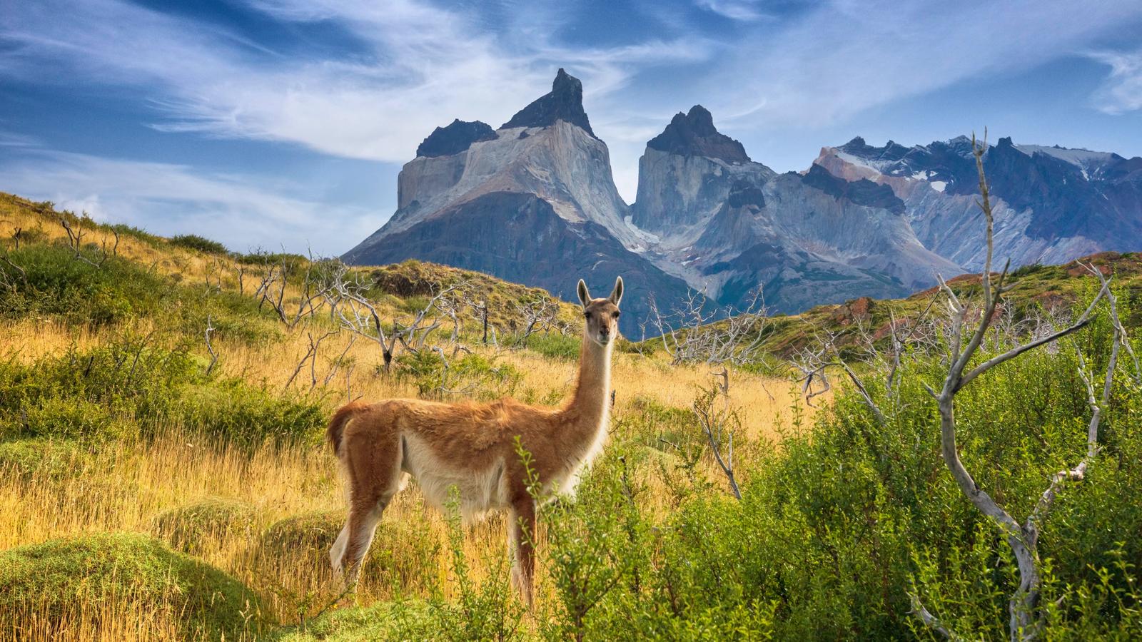 7 Native Animals in Argentina | G Adventures