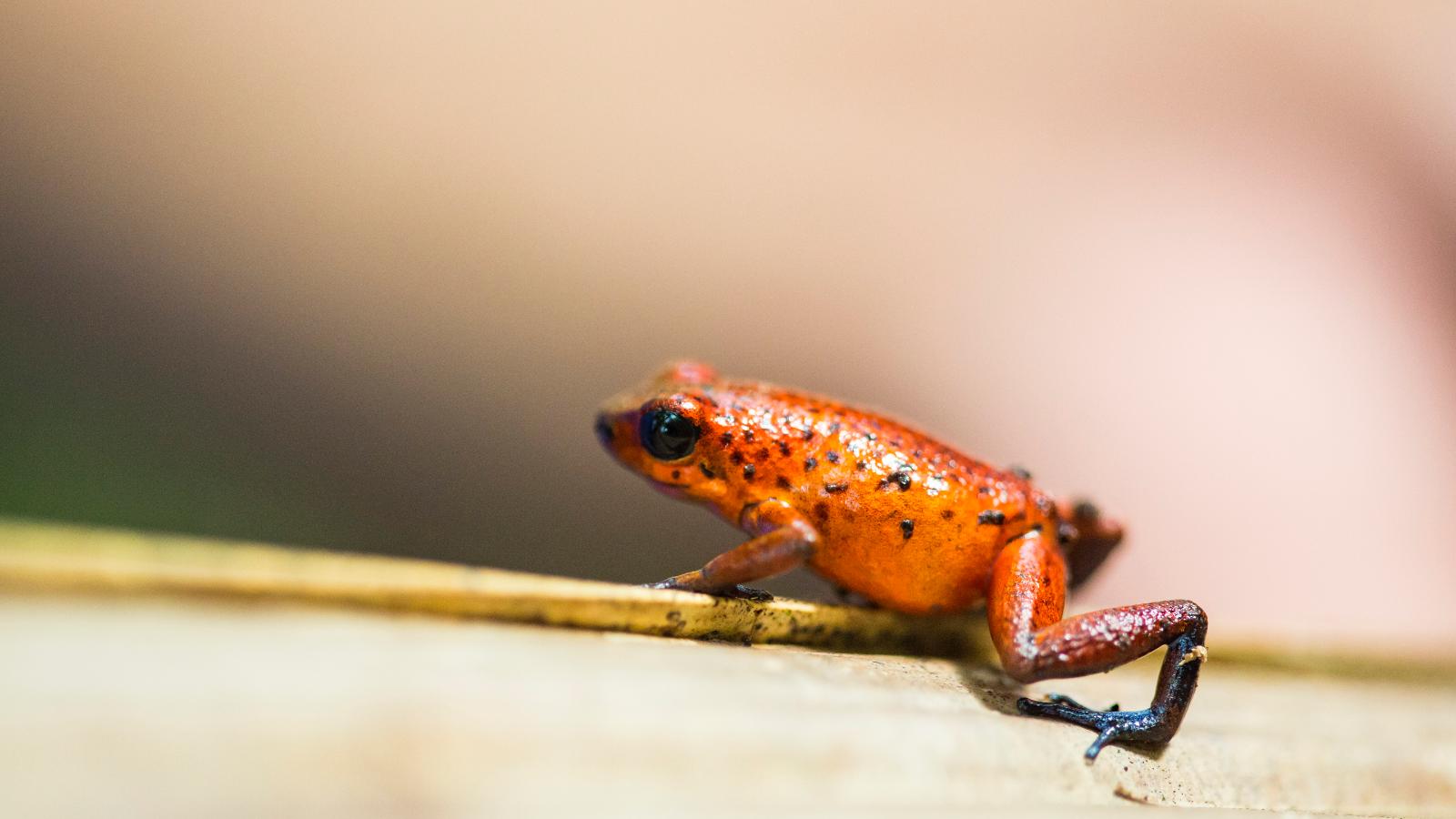 Costa Rica’s Natural Color Photo Tour | G Adventures