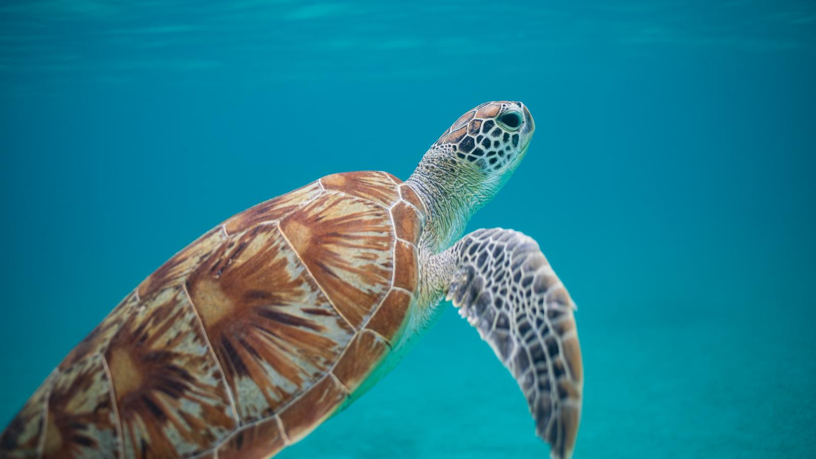 Snorkelling Travel Tips: Fish Watching Guide | G Adventures