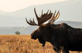How to make Seswaa, Botswana's official national dish - G Adventures