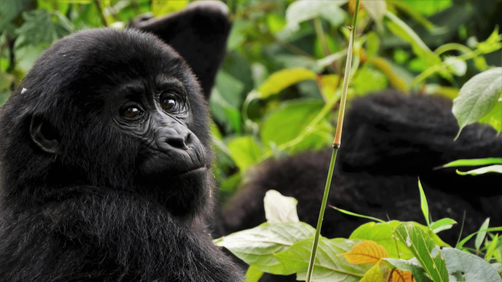 5 Unmissable Experiences in Uganda - G Adventures