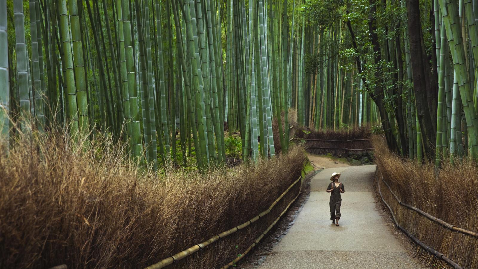 Solo-ish Japan in Japan, Asia | G Adventures