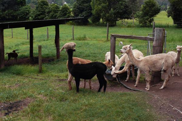 Australia & New Zealand Classic Tours - G Adventures