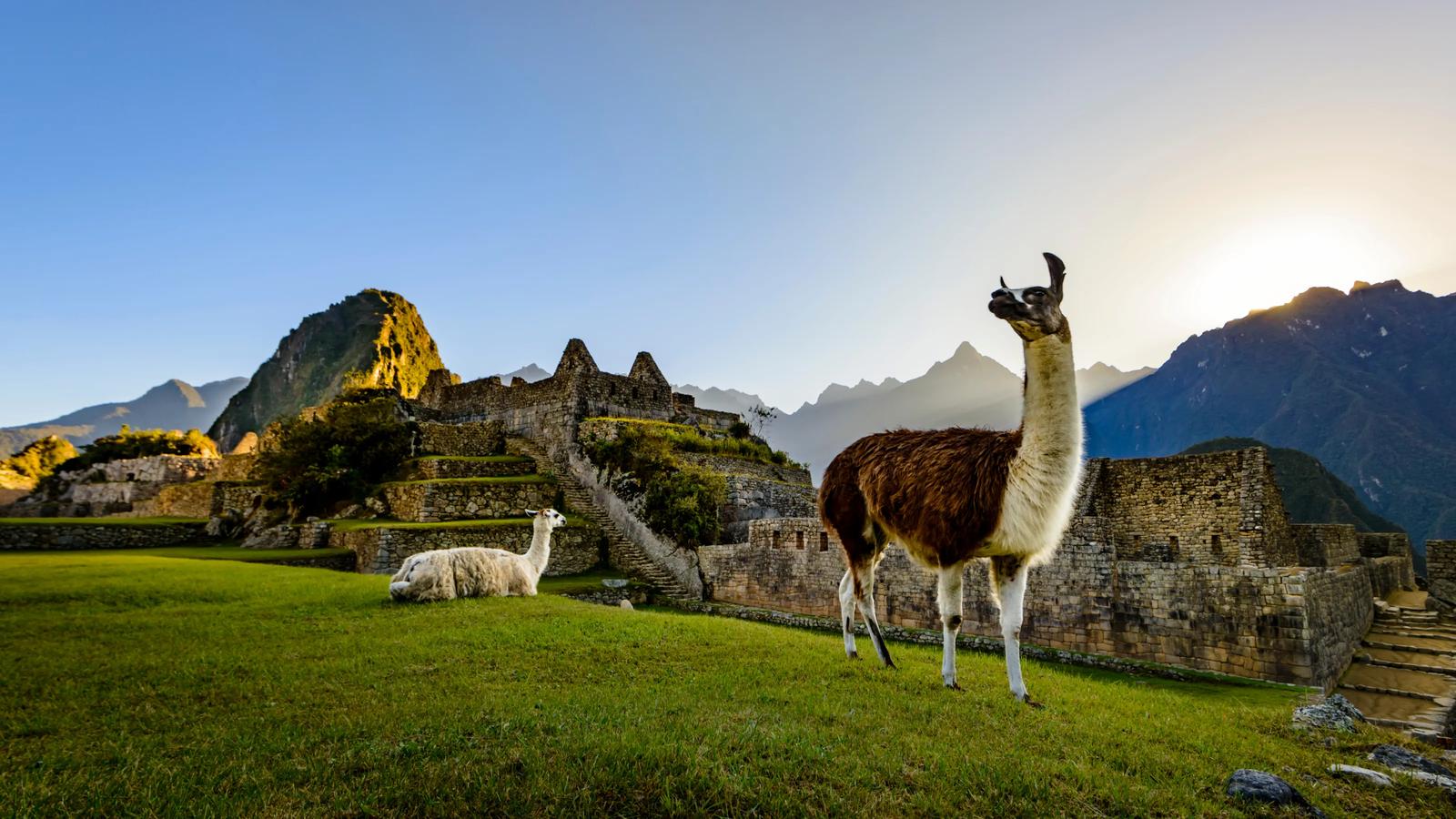 Top 11 Native Peruvian Animals | G Adventures