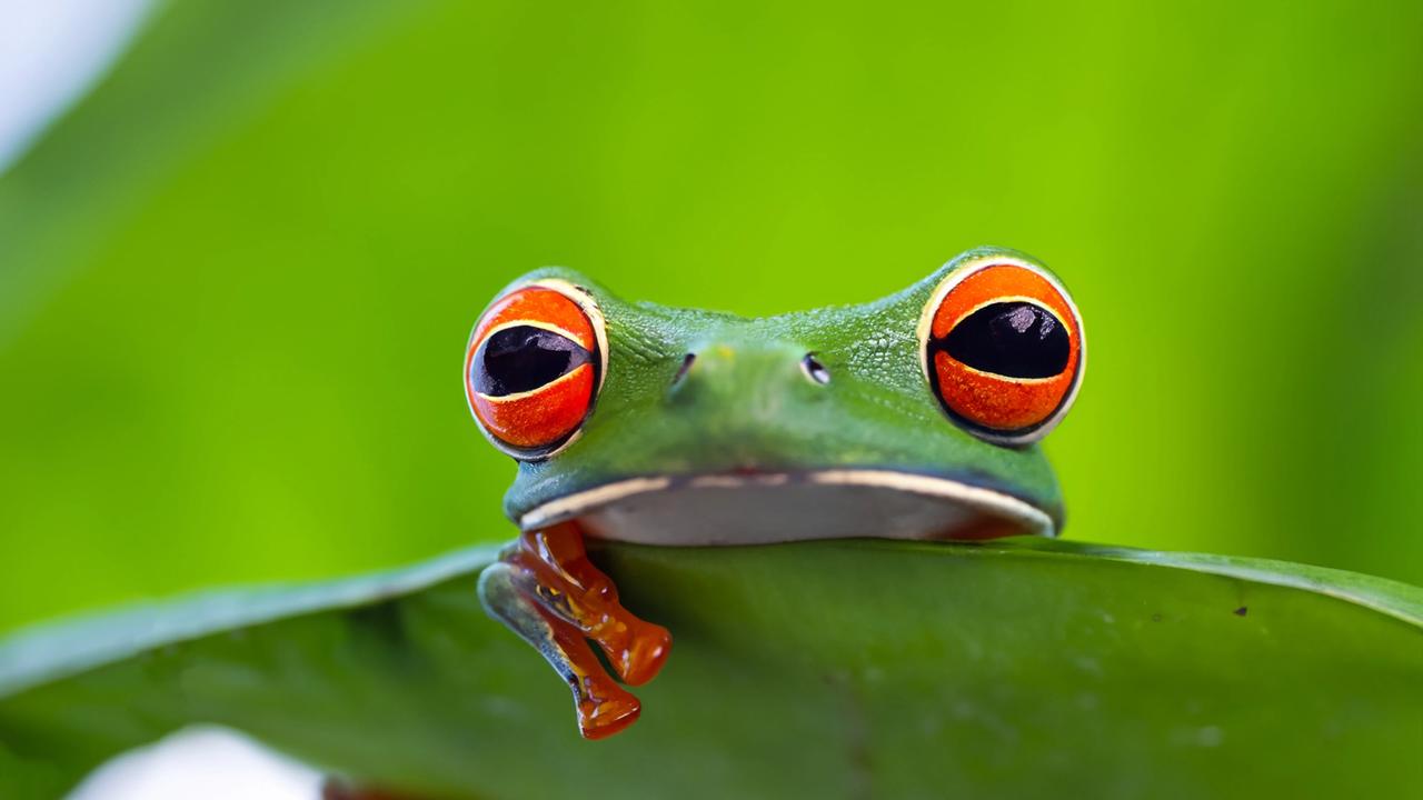Colombian Animals: 9 to Try and Find | G Adventures