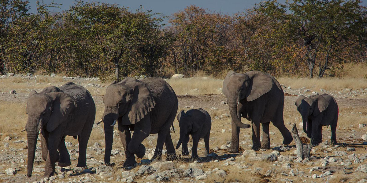 Namibia Tours & Trips in 2026 | G Adventures