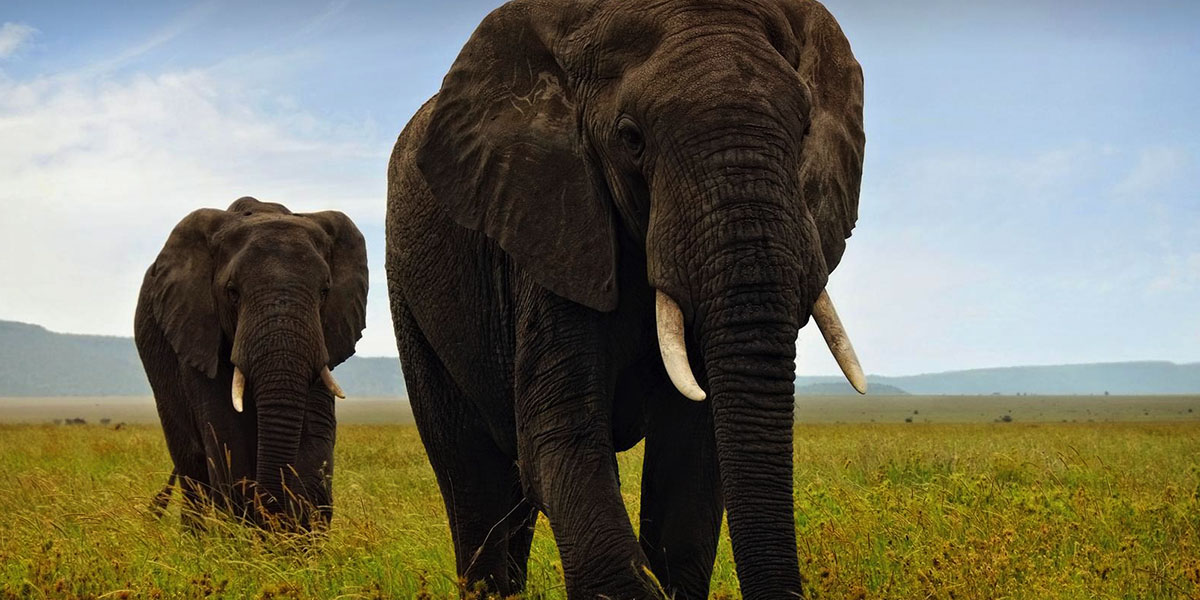 Elephants In Tourism - Animal Welfare | G Adventures