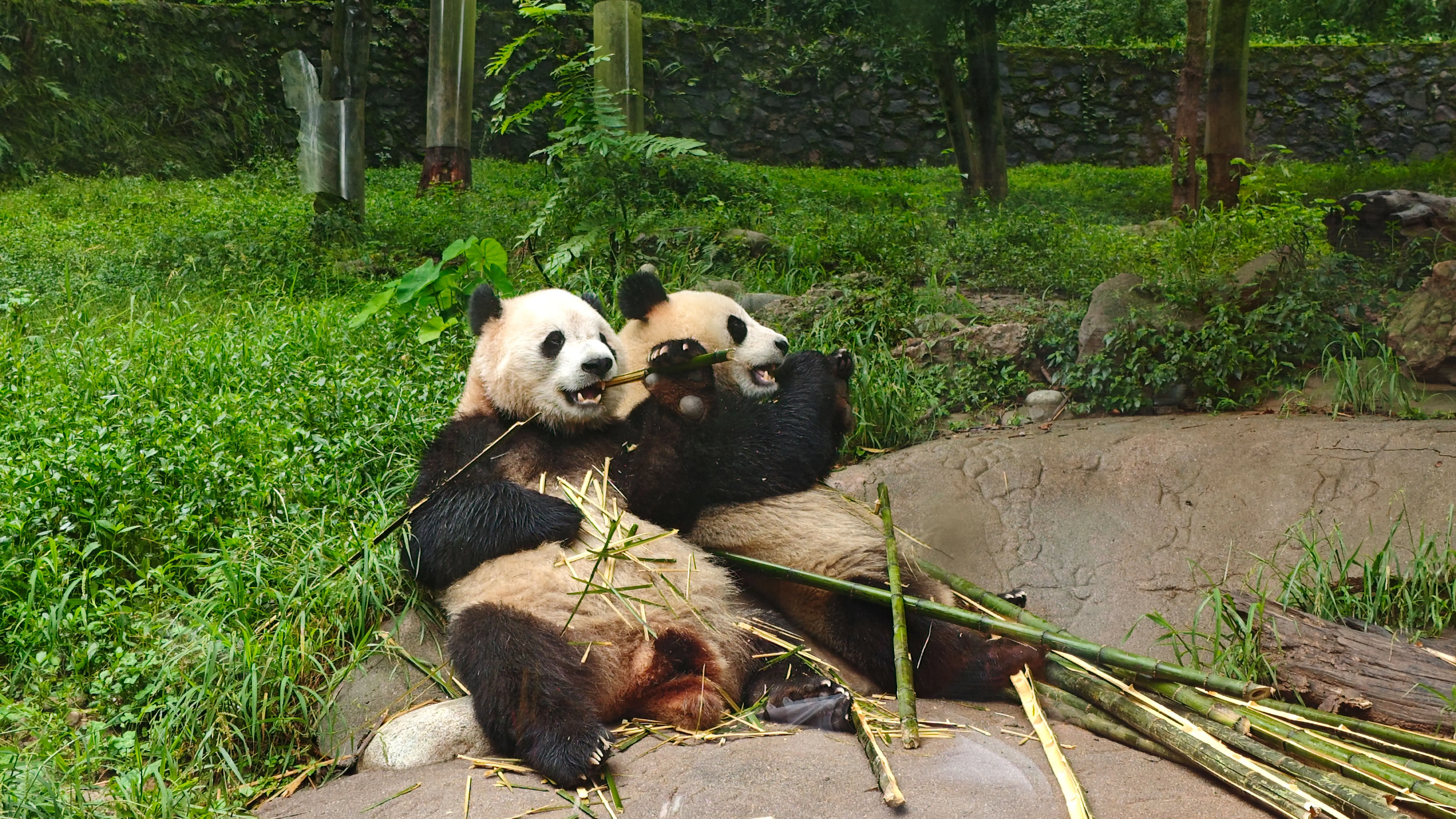 Journeys: Pandas & The Peaks Of Zhangjiajie - G Adventures (Tour ACZNG ...