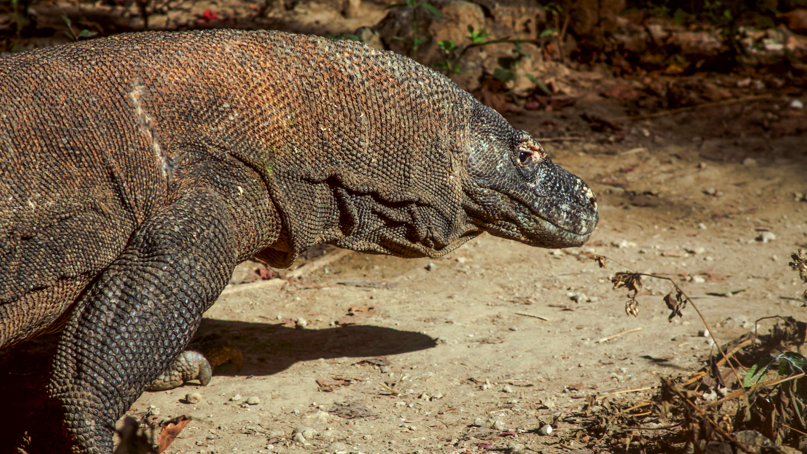 Indonesia: Java, Bali & Komodo Island - G Adventures (Tour AESY-10525)